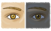 The eye — Colour Literacy Project
