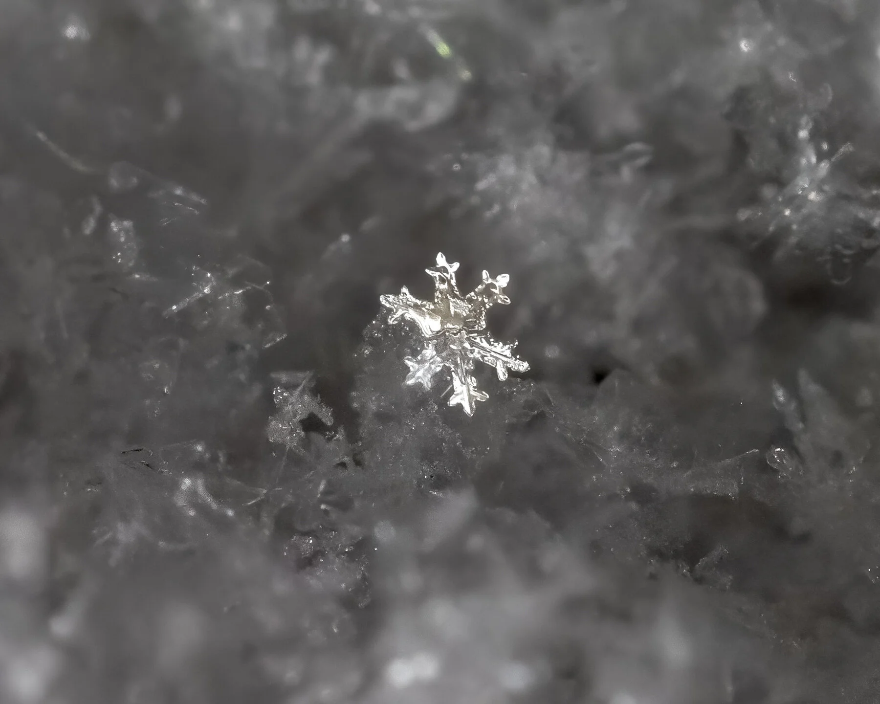 Flora and Nature — MATTHEW FEIST