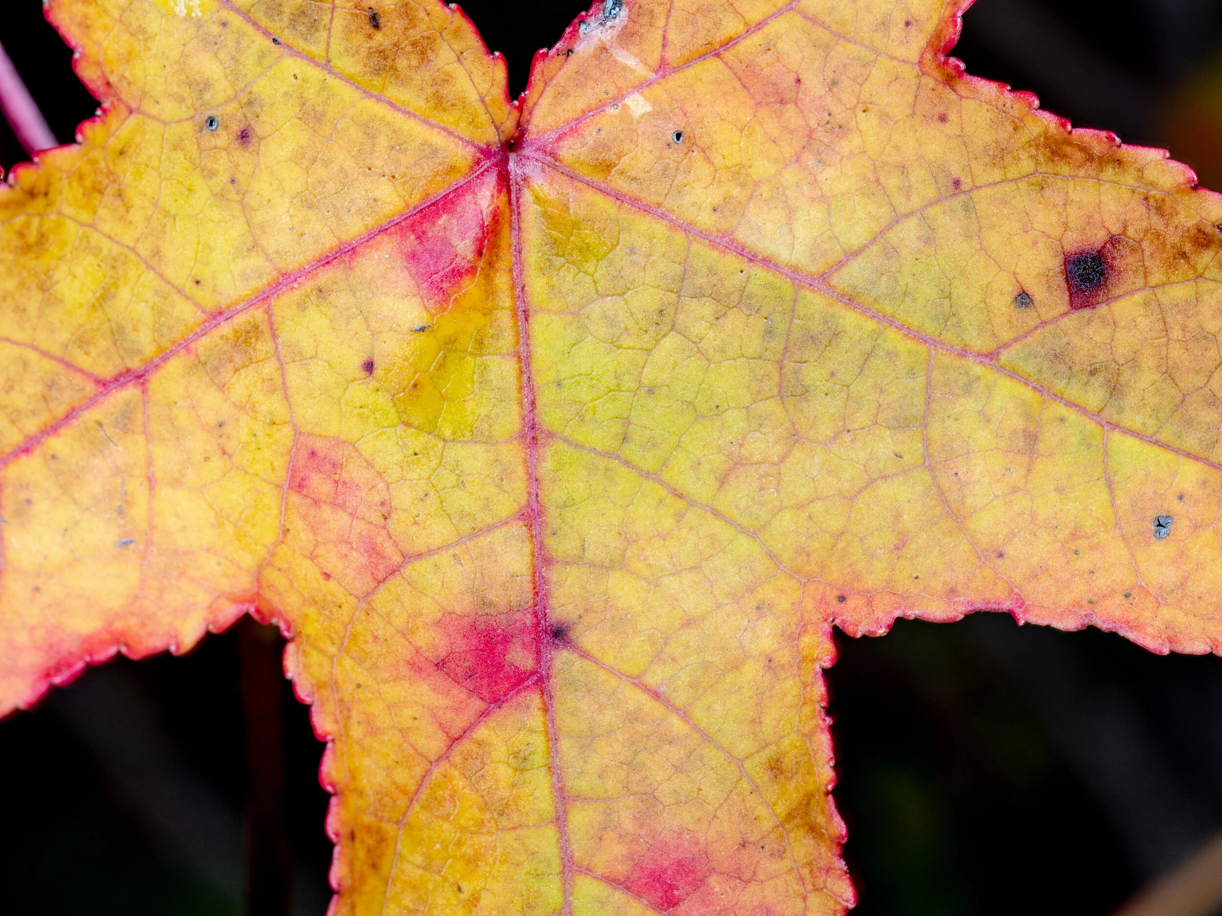 Flora and Nature — MATTHEW FEIST