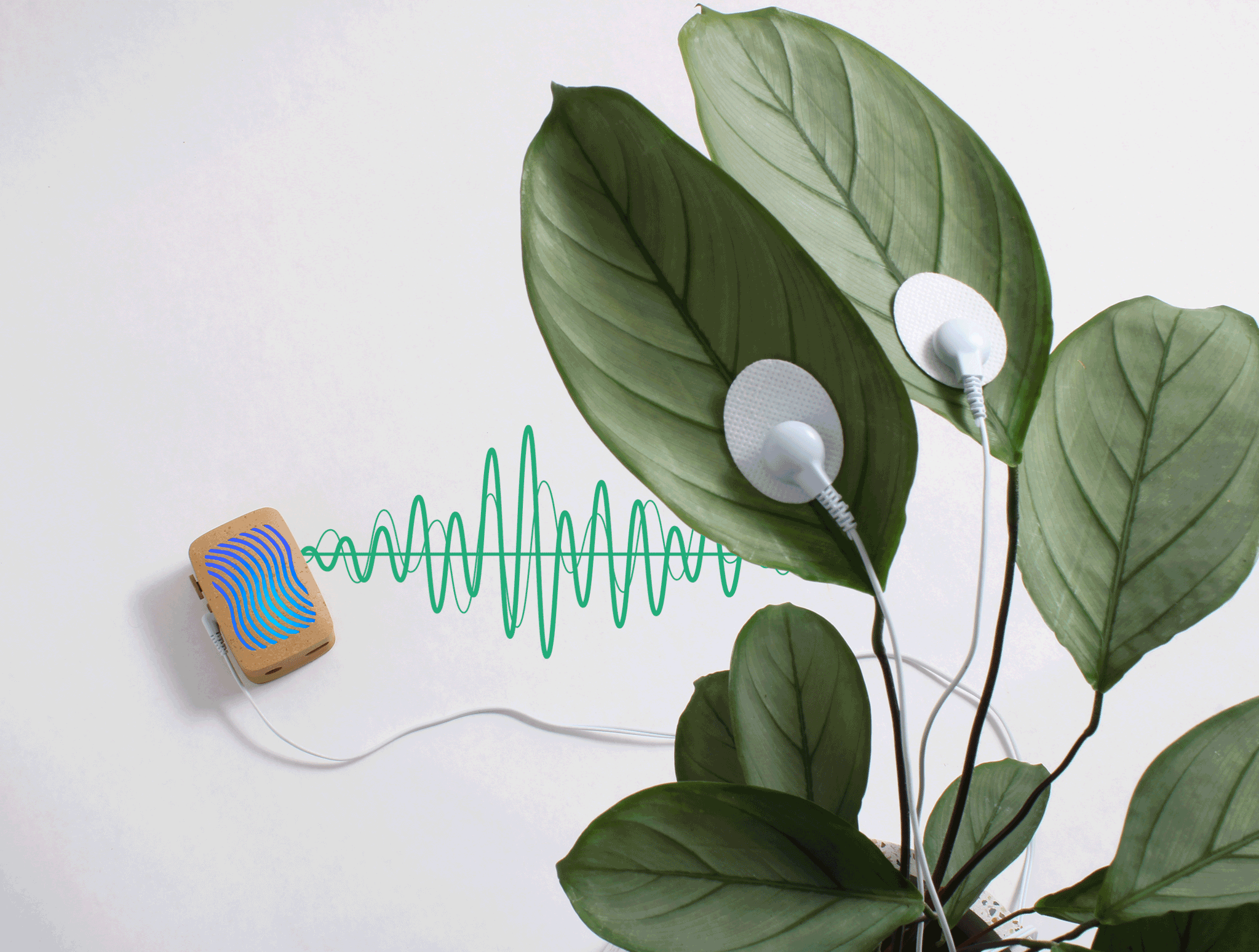 PlantWave