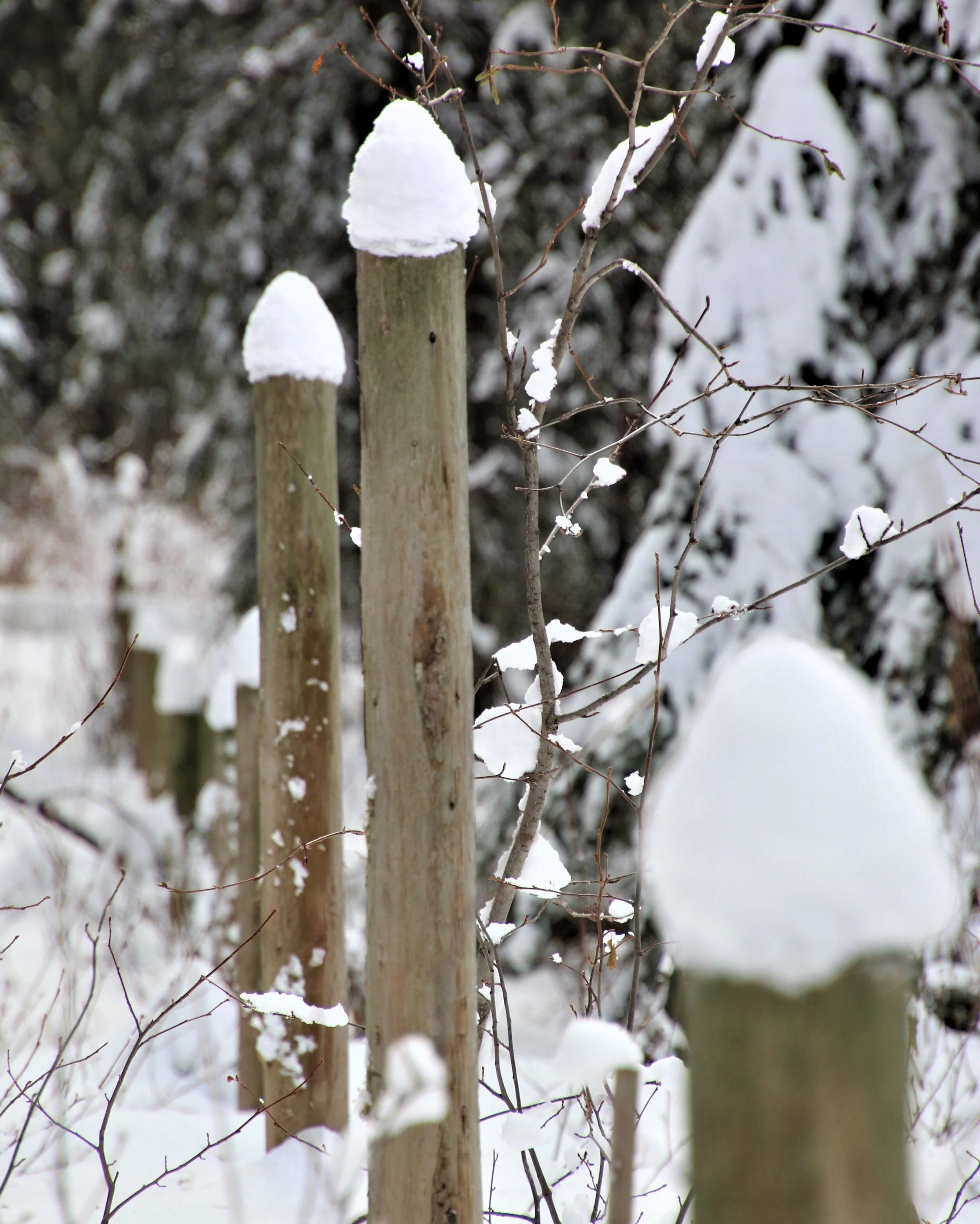 10 Inches (25 cm) of new snow!!! — McKinney Nordic Ski Club