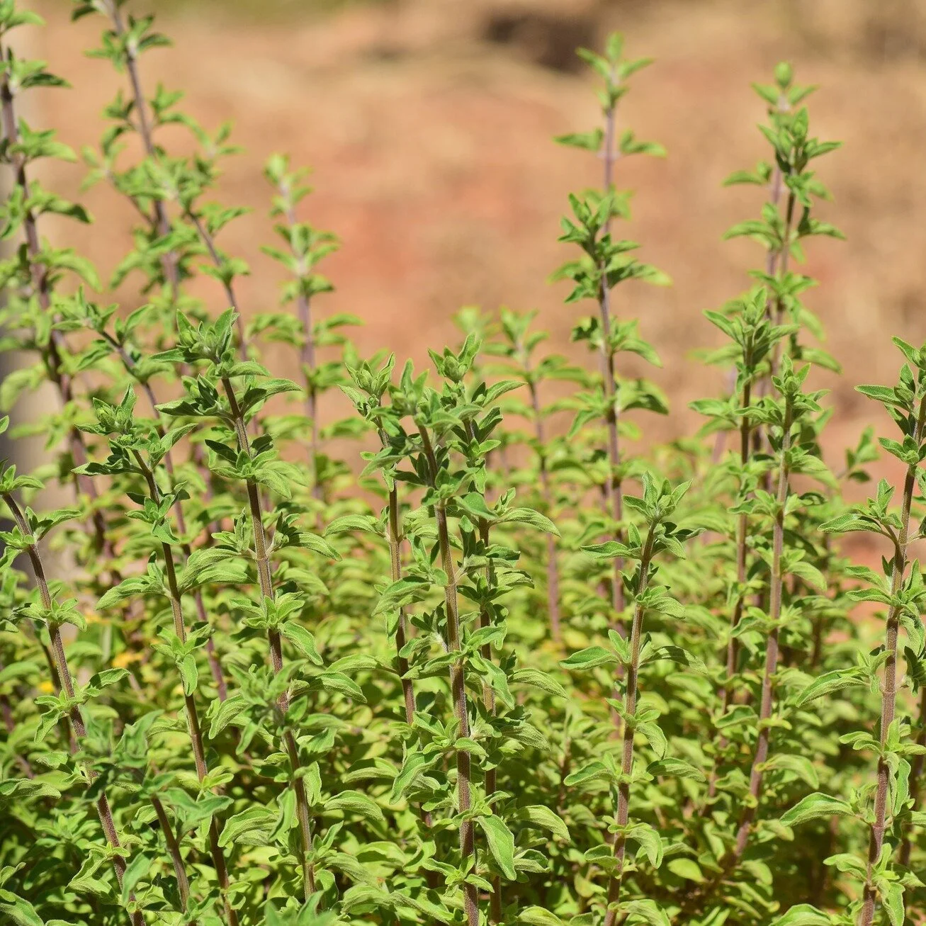 Niaouli from Madagascar (10 ML) - Free Shipping — Canyon Zen