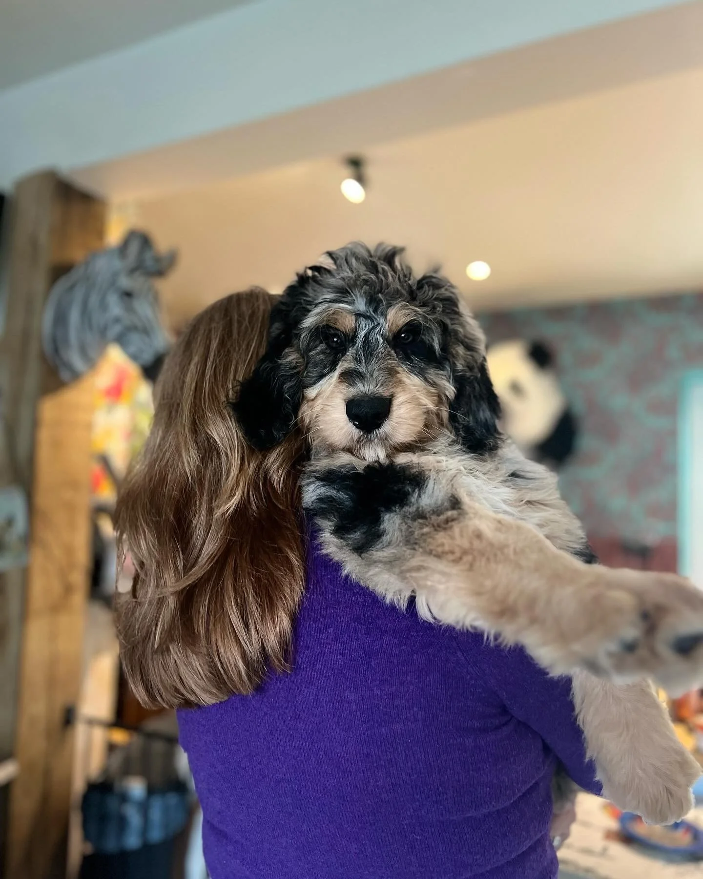 Our Bernedoodles — CreamofBritish