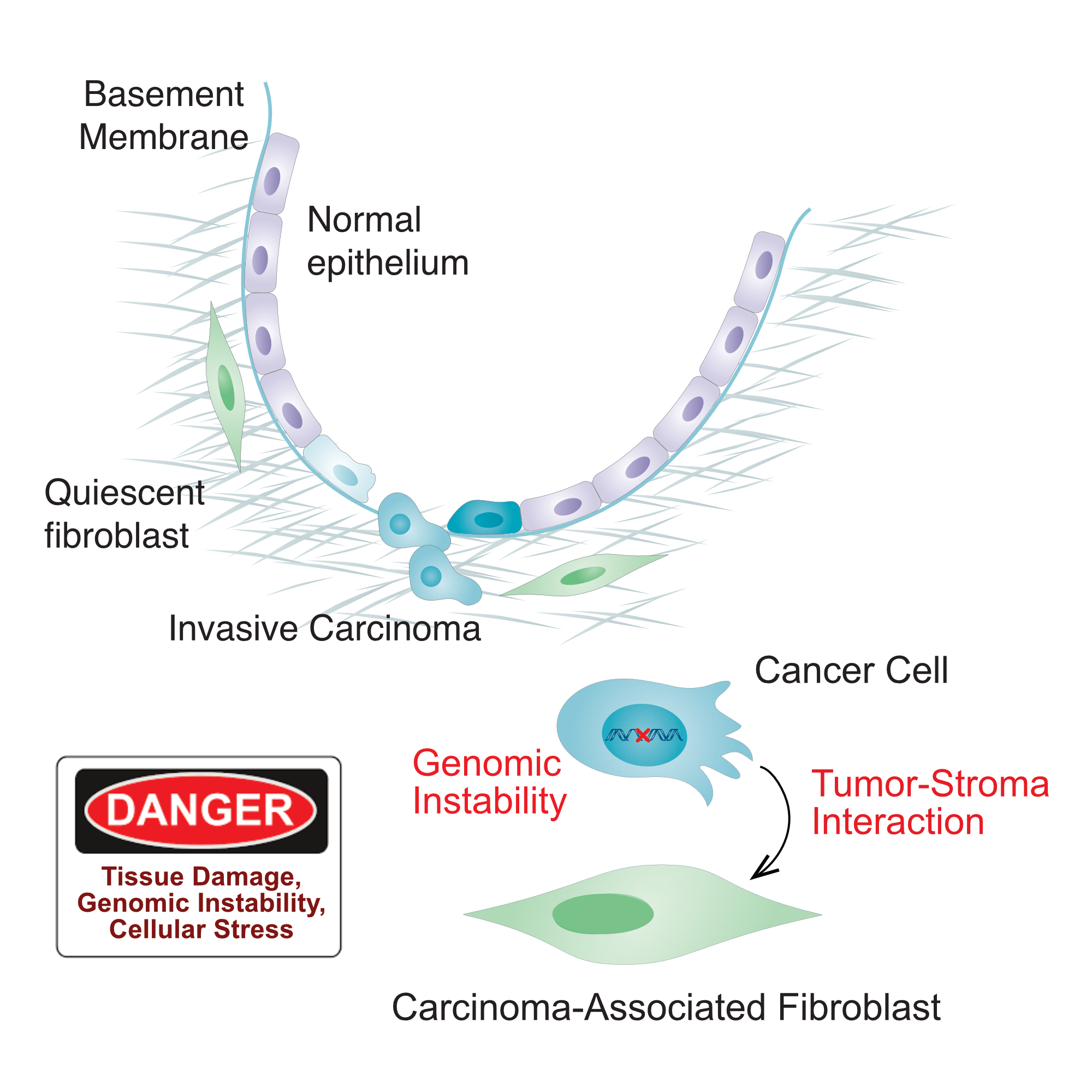 IFN Signaling Driven by Endogenous RNAs — Andy Minn Lab at UPenn