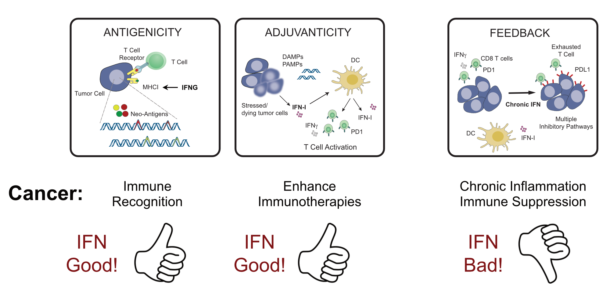Opposing Roles of IFN in Immunotherapy — Andy Minn Lab at UPenn