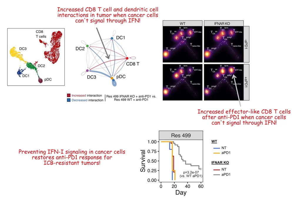 Immunotherapy Resistance and Inflammatory Memory — Andy Minn Lab at UPenn