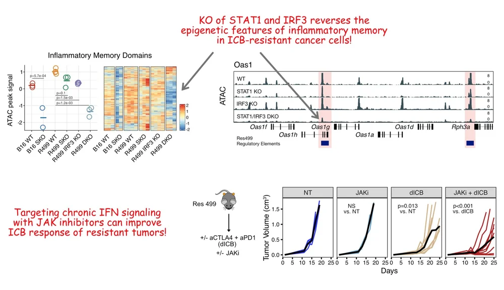 Immunotherapy Resistance and Inflammatory Memory — Andy Minn Lab at UPenn