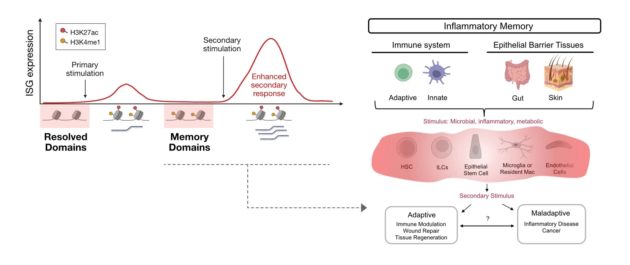 Immunotherapy Resistance and Inflammatory Memory — Andy Minn Lab at UPenn