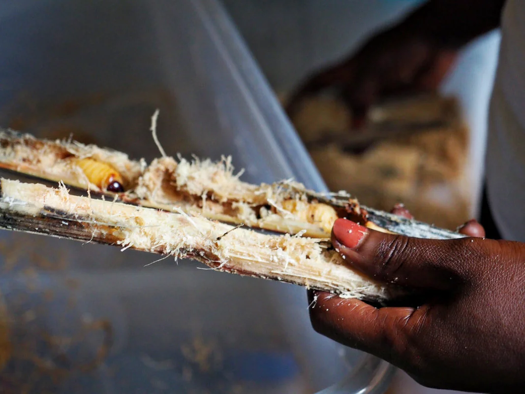 Palm Weevil Larvae: The Other Other White Meat — Global Orphan Foundation