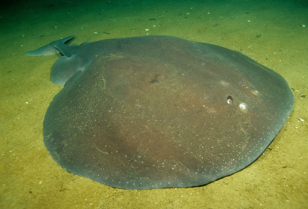 Cape Ann’s Electrifying Sea Creatures | Cape Ann Cosmos