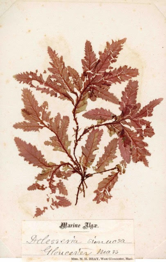 Full of Satiable Curtiosity* | Cape Ann Cosmos