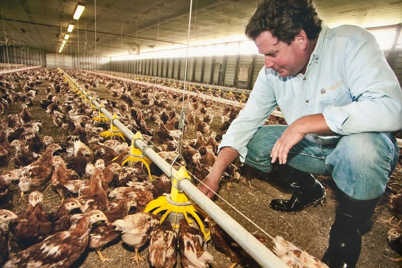 The Petaluma Egg Farm Difference — Petaluma Egg Farm