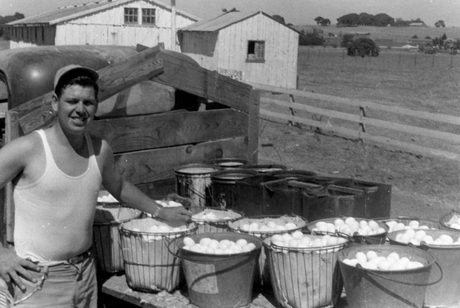 Are Chickens Dinosaurs? — Petaluma Egg Farm