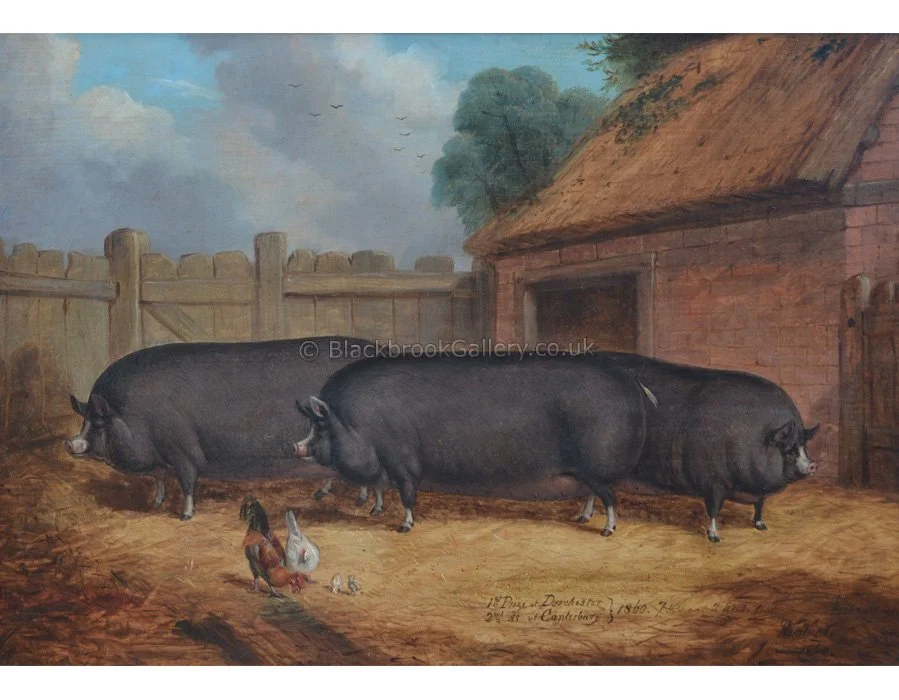 Prize Pigs Breeds