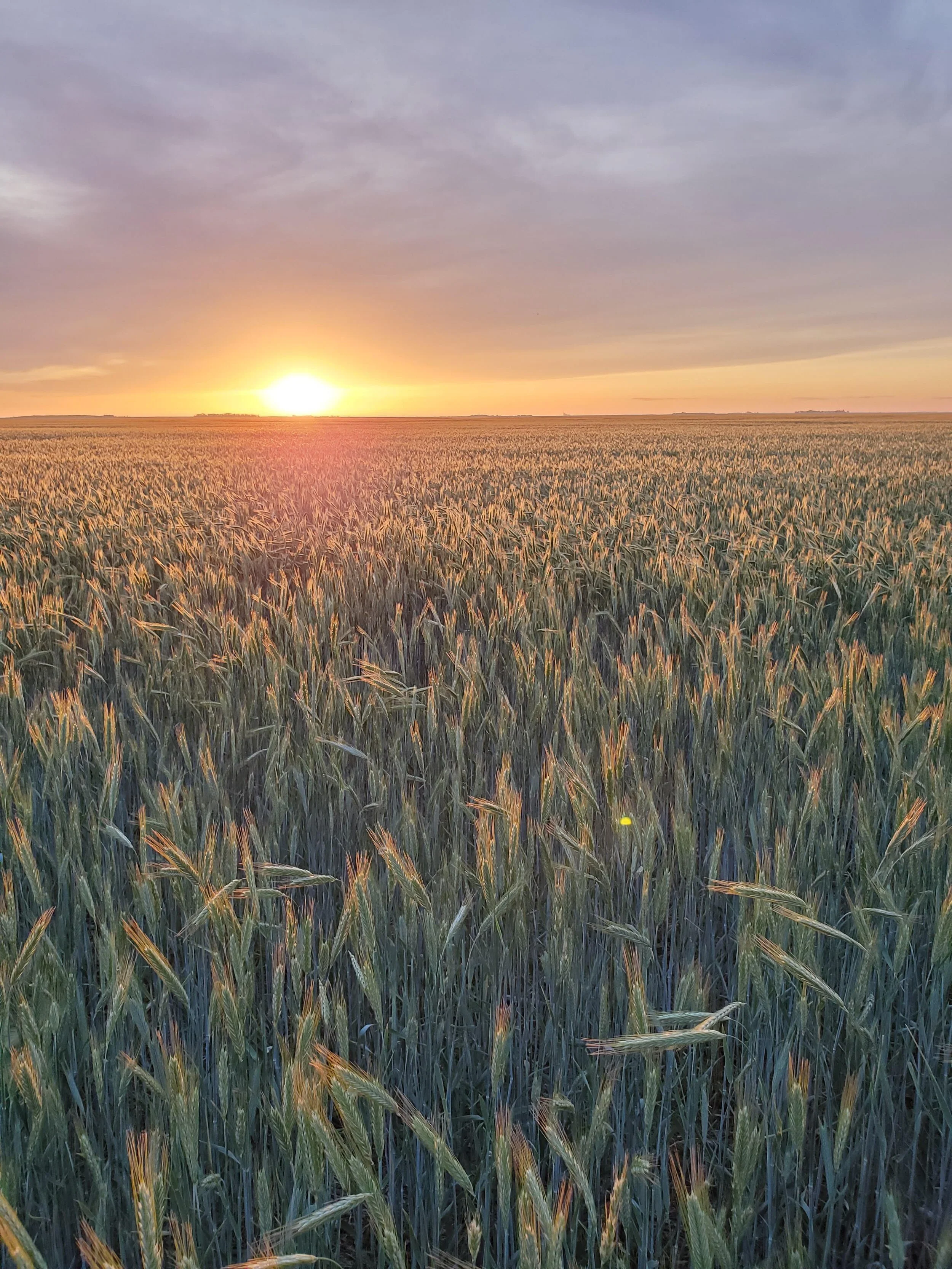 Rye — Pitura Seeds