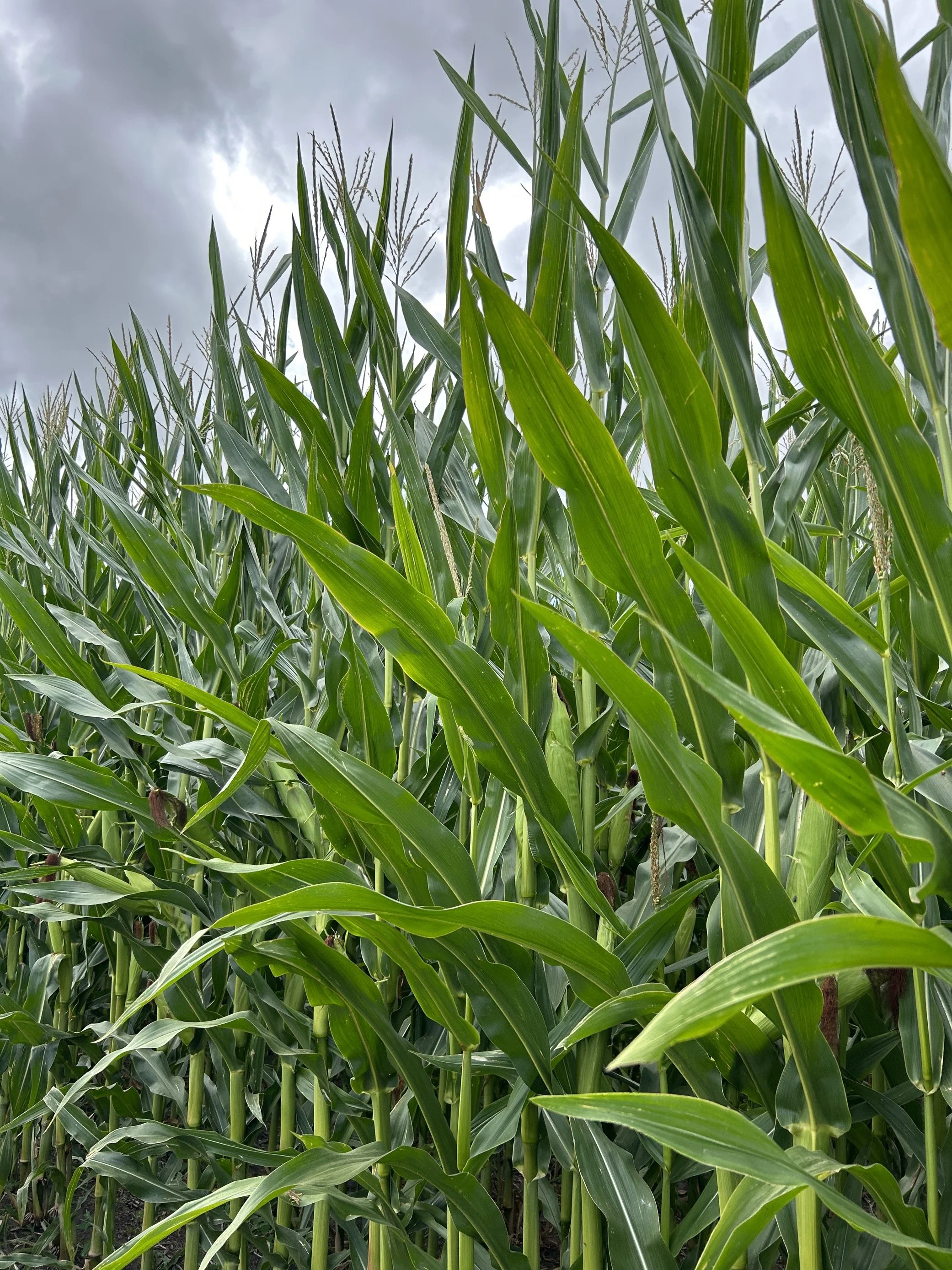 Corn — Pitura Seeds