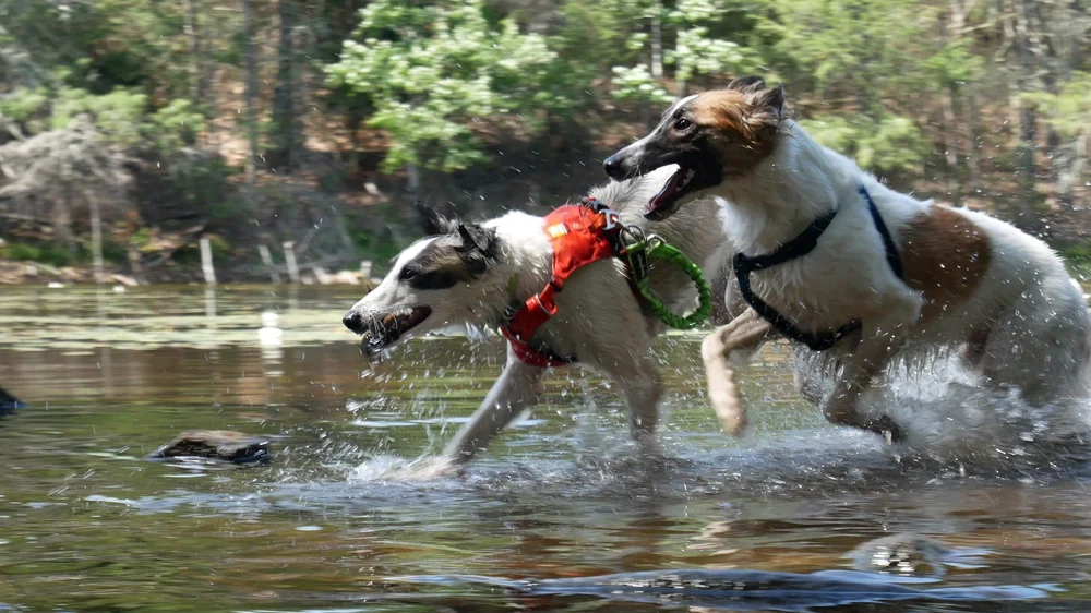 Apsara Windsprites & Lurchers