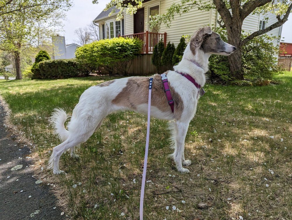 Windsprites — Apsara Windsprites & Lurchers