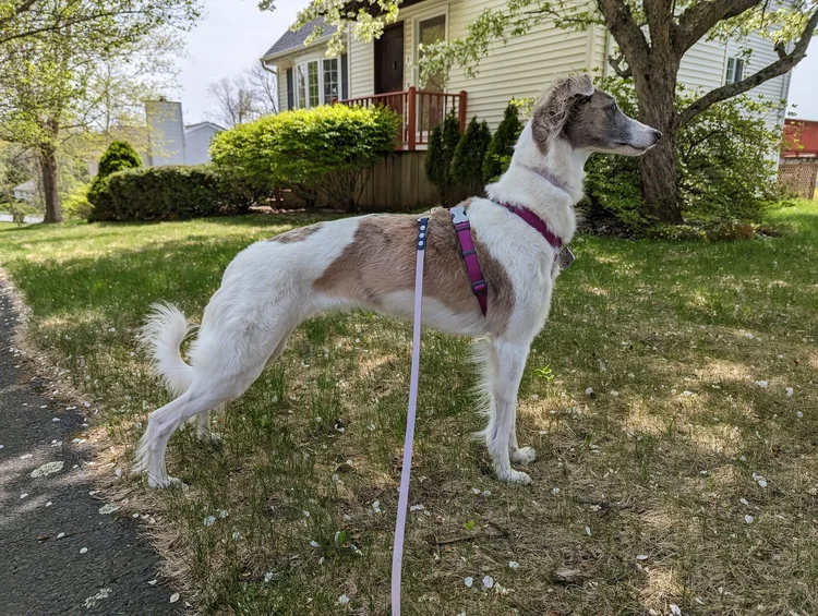Windsprites — Apsara Windsprites & Lurchers