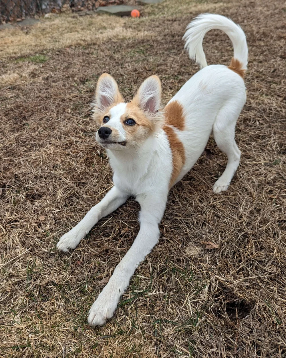 Blog — Apsara Windsprites & Lurchers