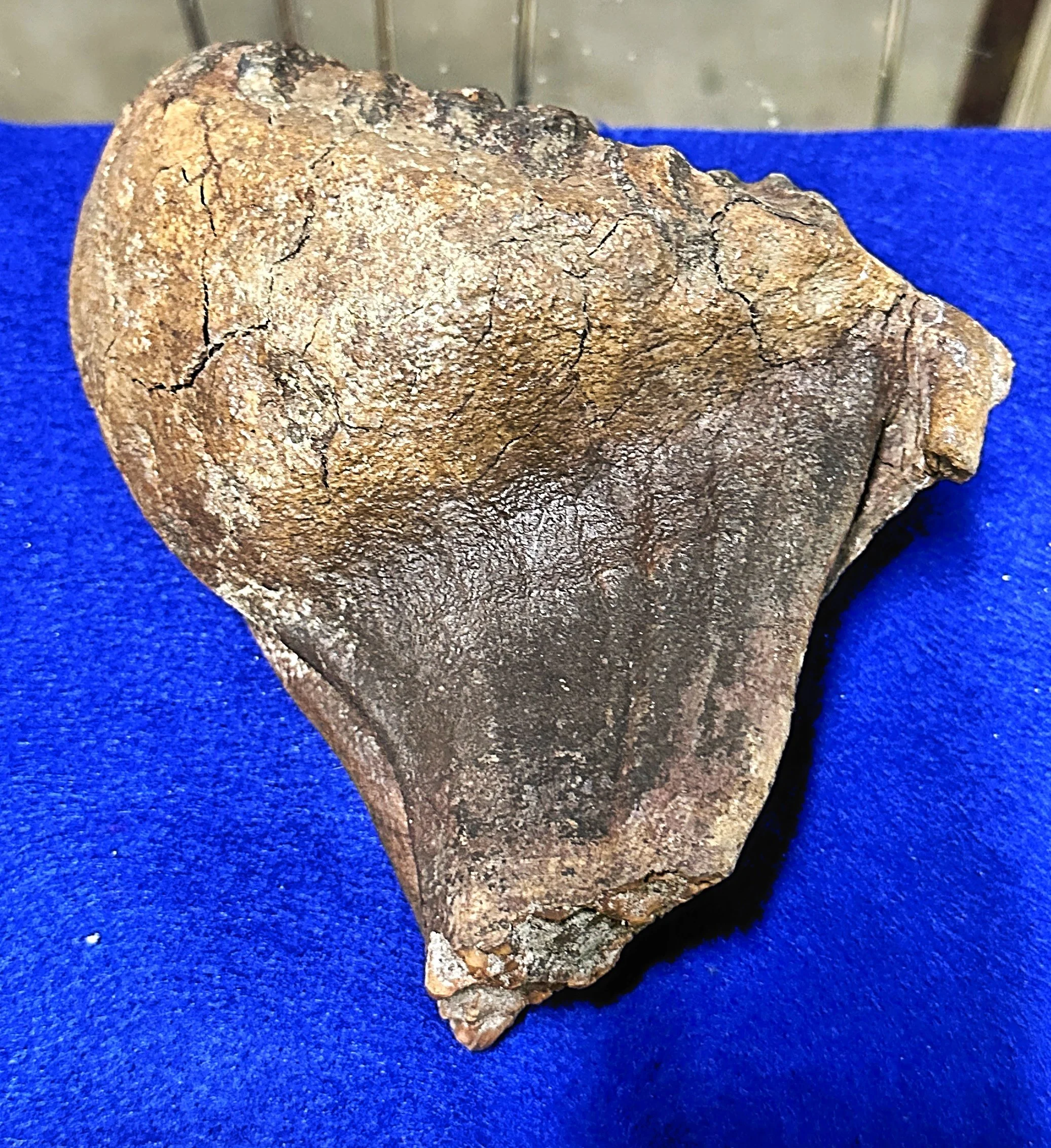 Oddities — Schiller's Salvage - Tampa, Florida