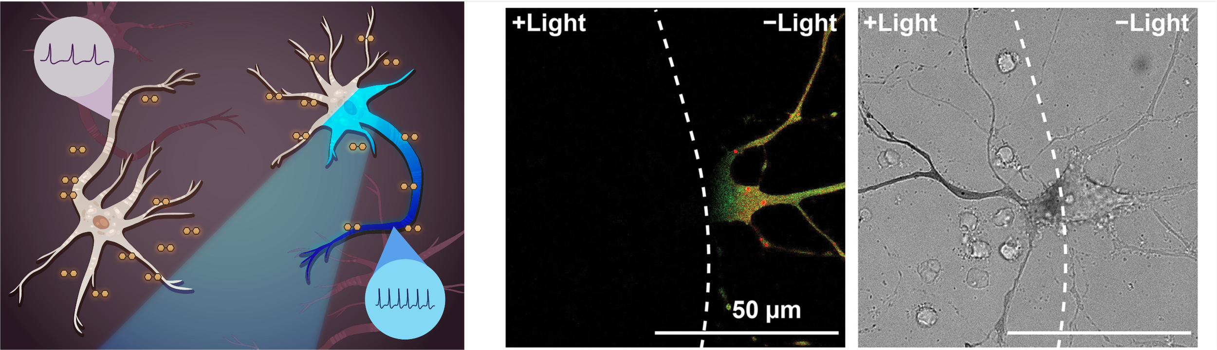Publication — Wang Lab
