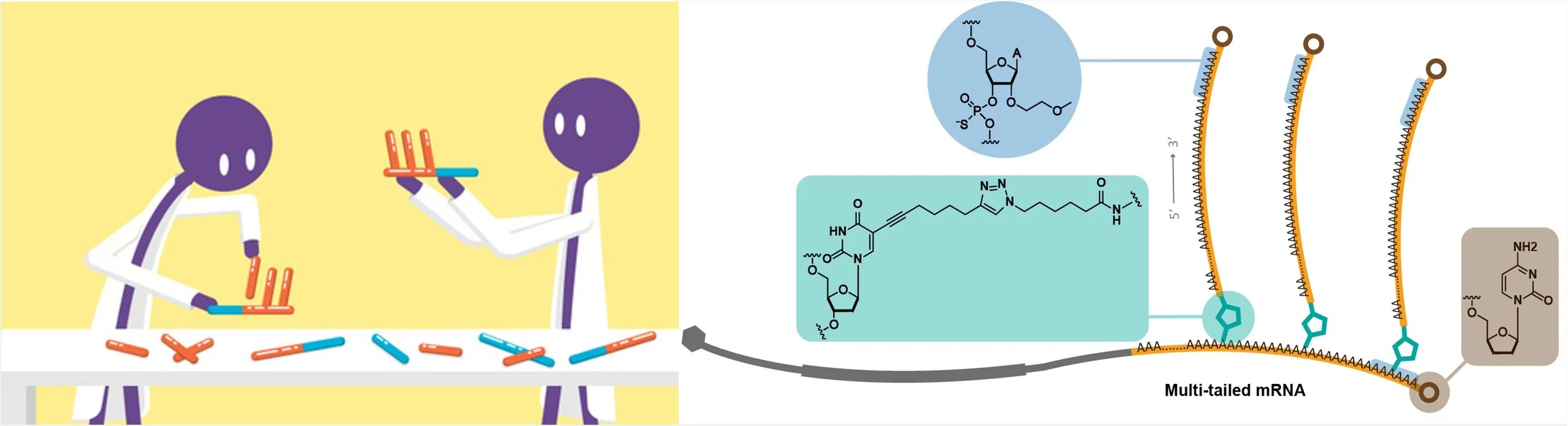 Publication — Wang Lab