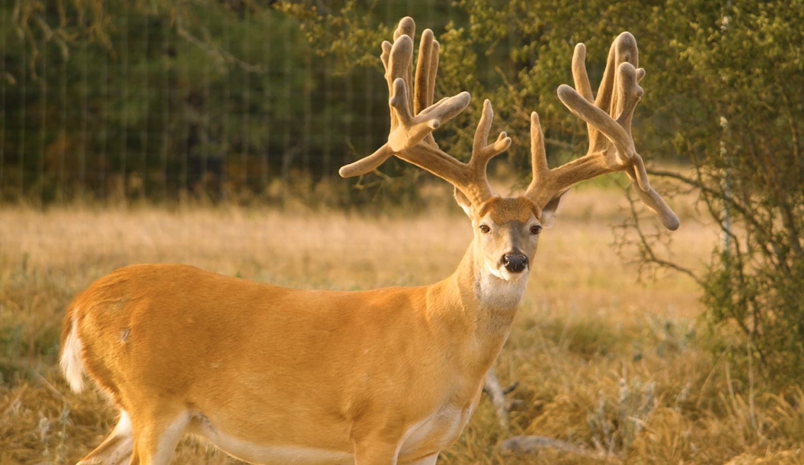 Featured Deer Farms — Keith Warren's Deer and Wildlife Stories
