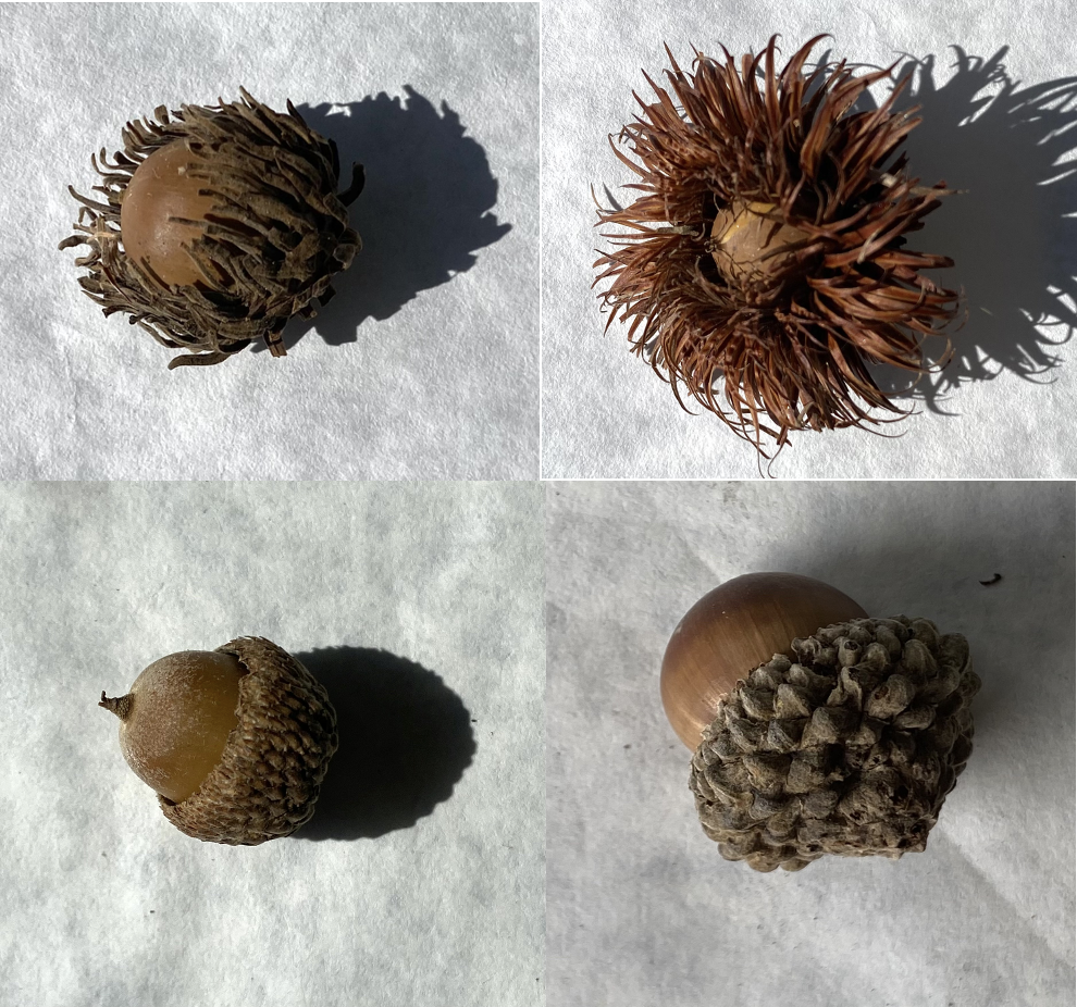 What does an acorn look like? — NOTES FROM THE EDGE. On Art, Culture ...