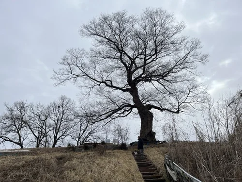 A Sacred Tree at the DMZ — NOTES FROM THE EDGE. On Art, Culture, Korea ...