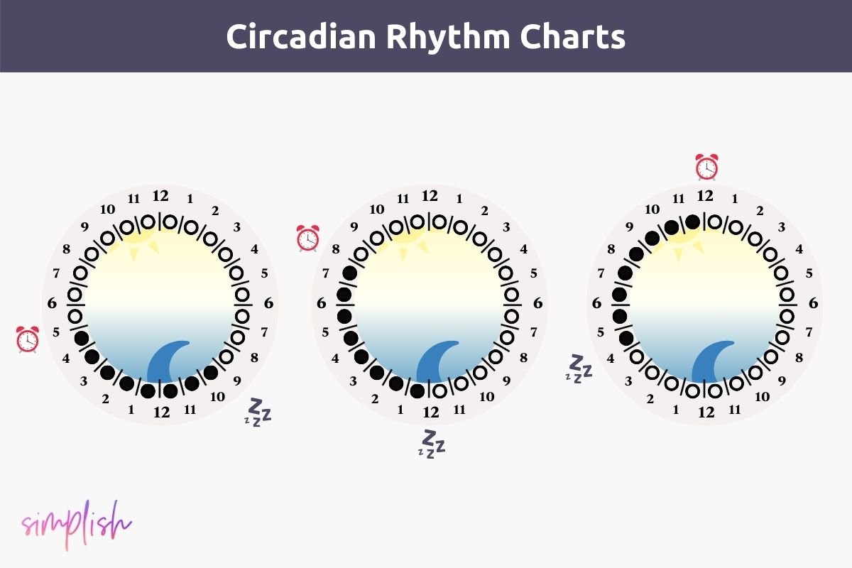 Circadian Rhythm Charts by Chronotype, Explained