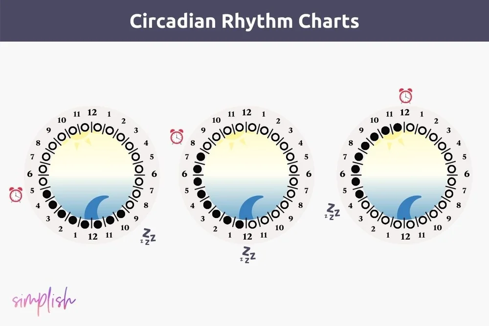 Circadian Rhythm Charts by Chronotype, Explained