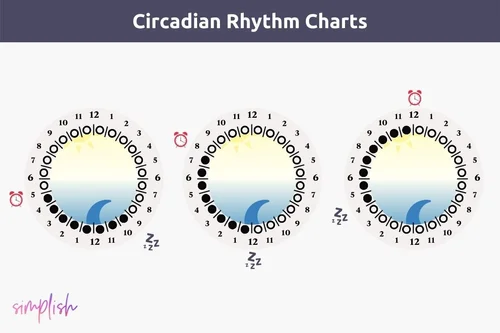 Circadian Rhythm Charts by Chronotype, Explained