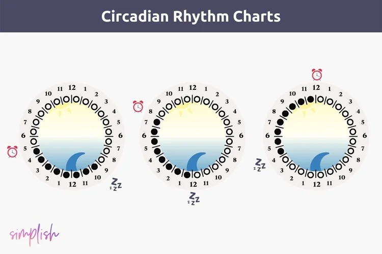 Circadian Rhythm Charts by Chronotype, Explained