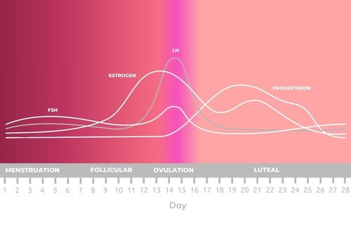 What is the Infradian Rythm?