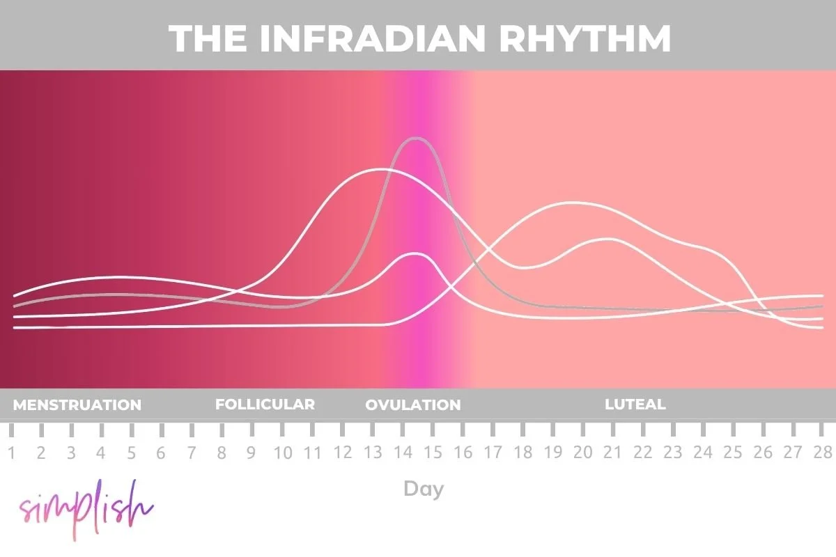 What is the Infradian Rythm?