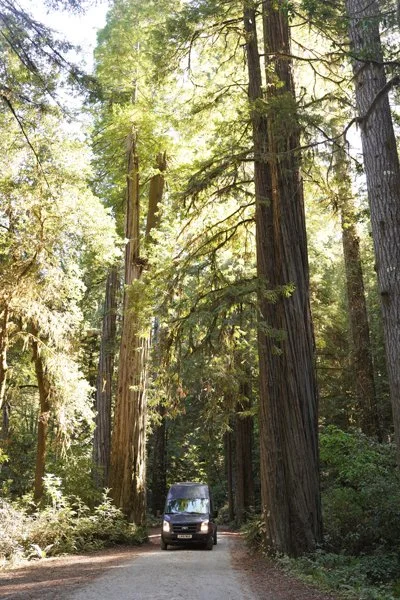 The Giants of the Redwood Highway, California, USA — Detour