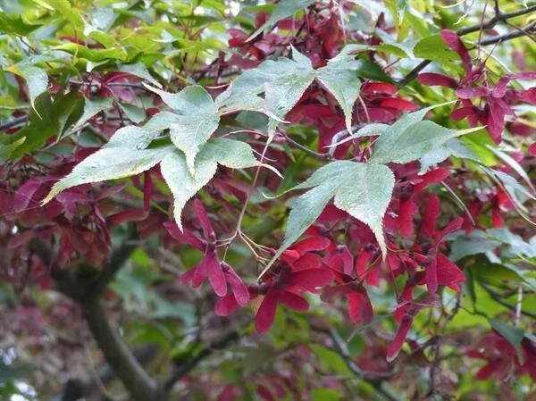 Viewing Mound Slideshow — Evergreen Arboretum and Gardens