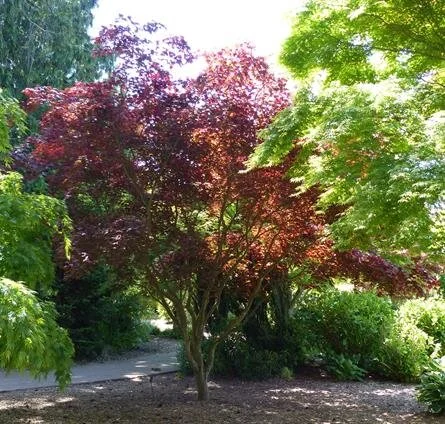 Japanese Maple Grove — Evergreen Arboretum and Gardens