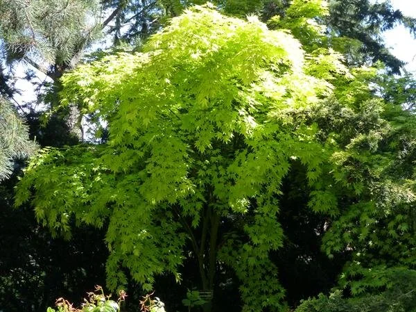 Japanese Maple Grove — Evergreen Arboretum and Gardens