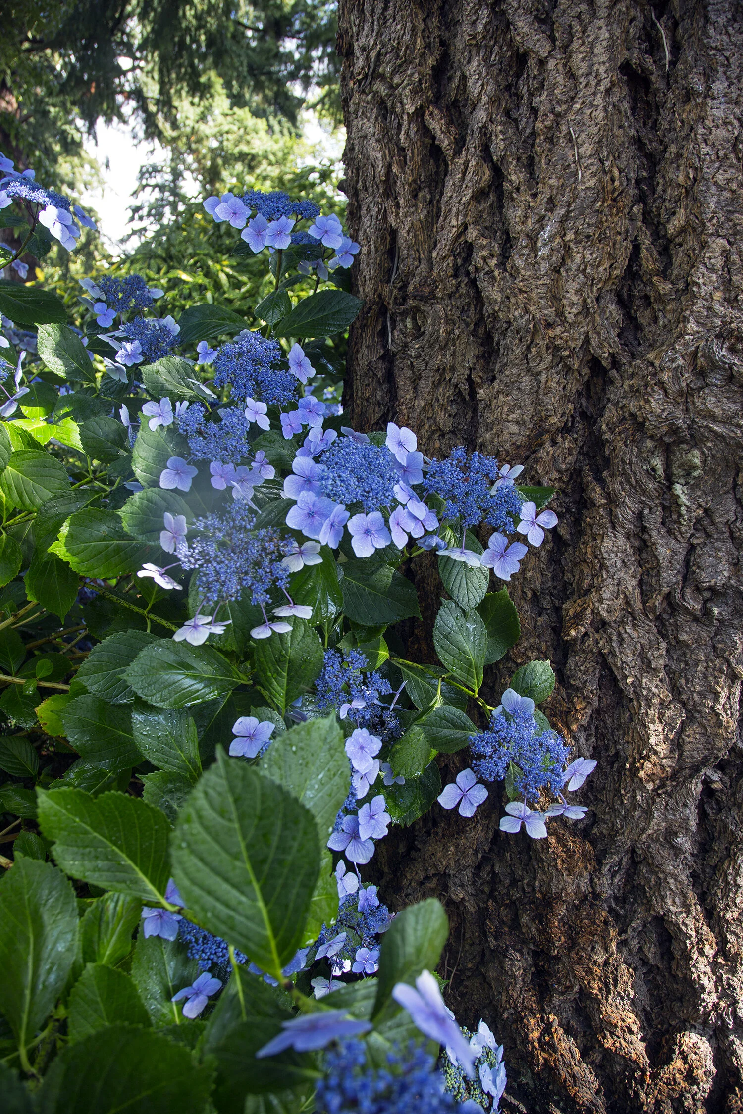 Evergreen Arboretum and Gardens