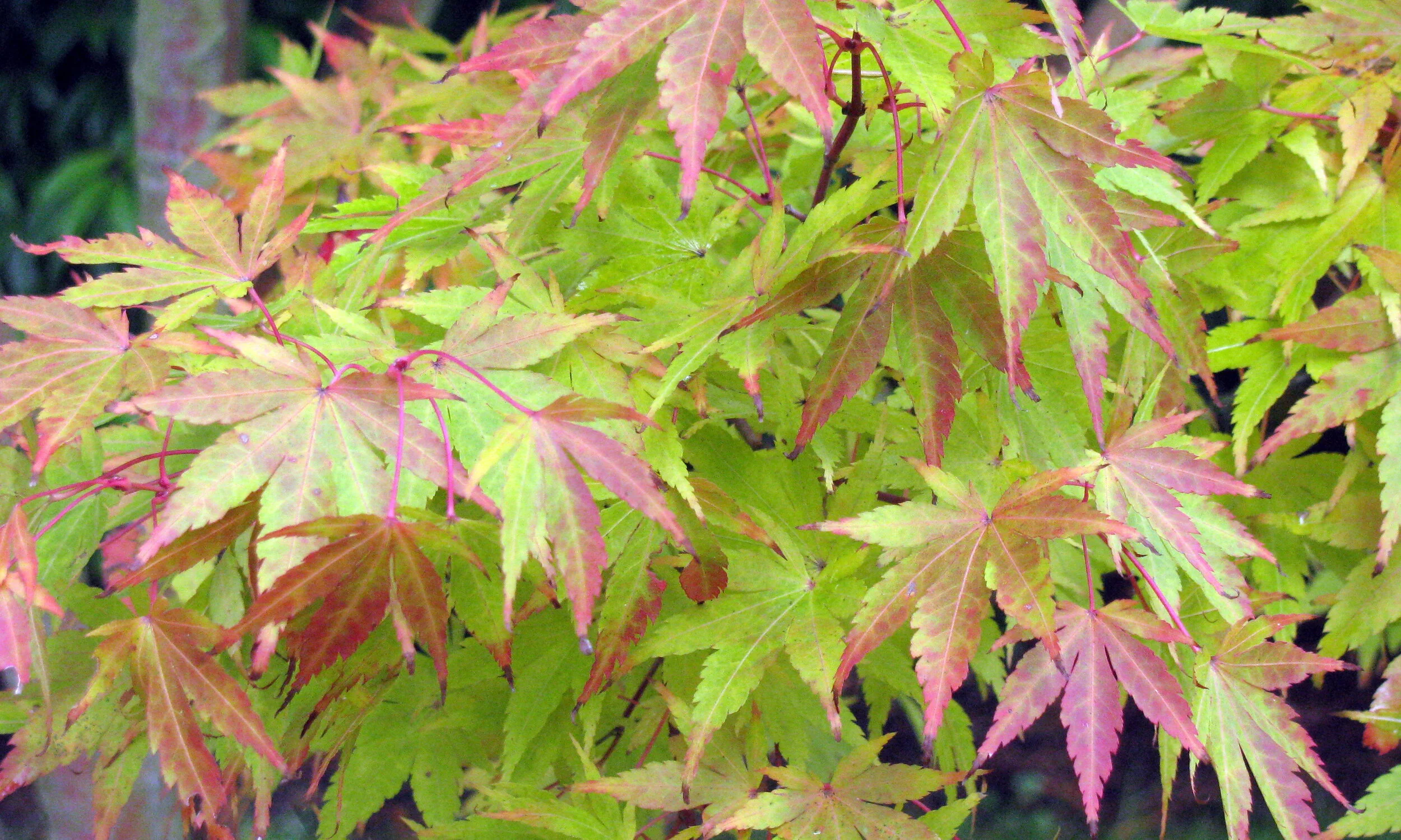 Evergreen Arboretum and Gardens