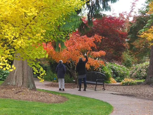 Japanese Maple Grove — Evergreen Arboretum and Gardens