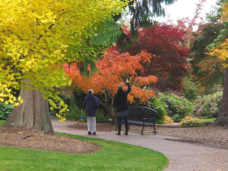 Japanese Maple Grove — Evergreen Arboretum and Gardens