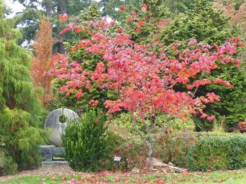Japanese Maple Grove — Evergreen Arboretum and Gardens