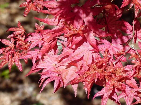 Japanese Maple Grove — Evergreen Arboretum and Gardens