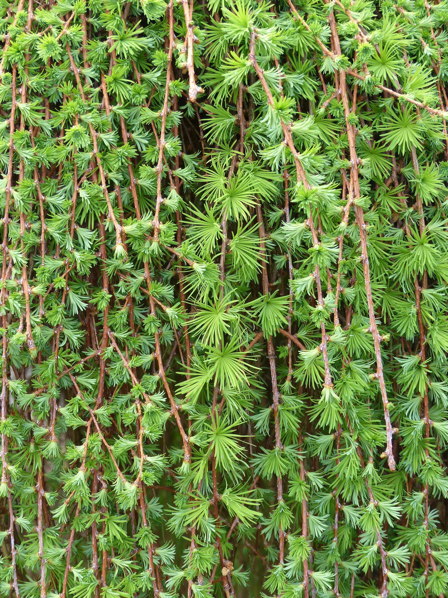 Conifer Garden Slideshow — Evergreen Arboretum and Gardens