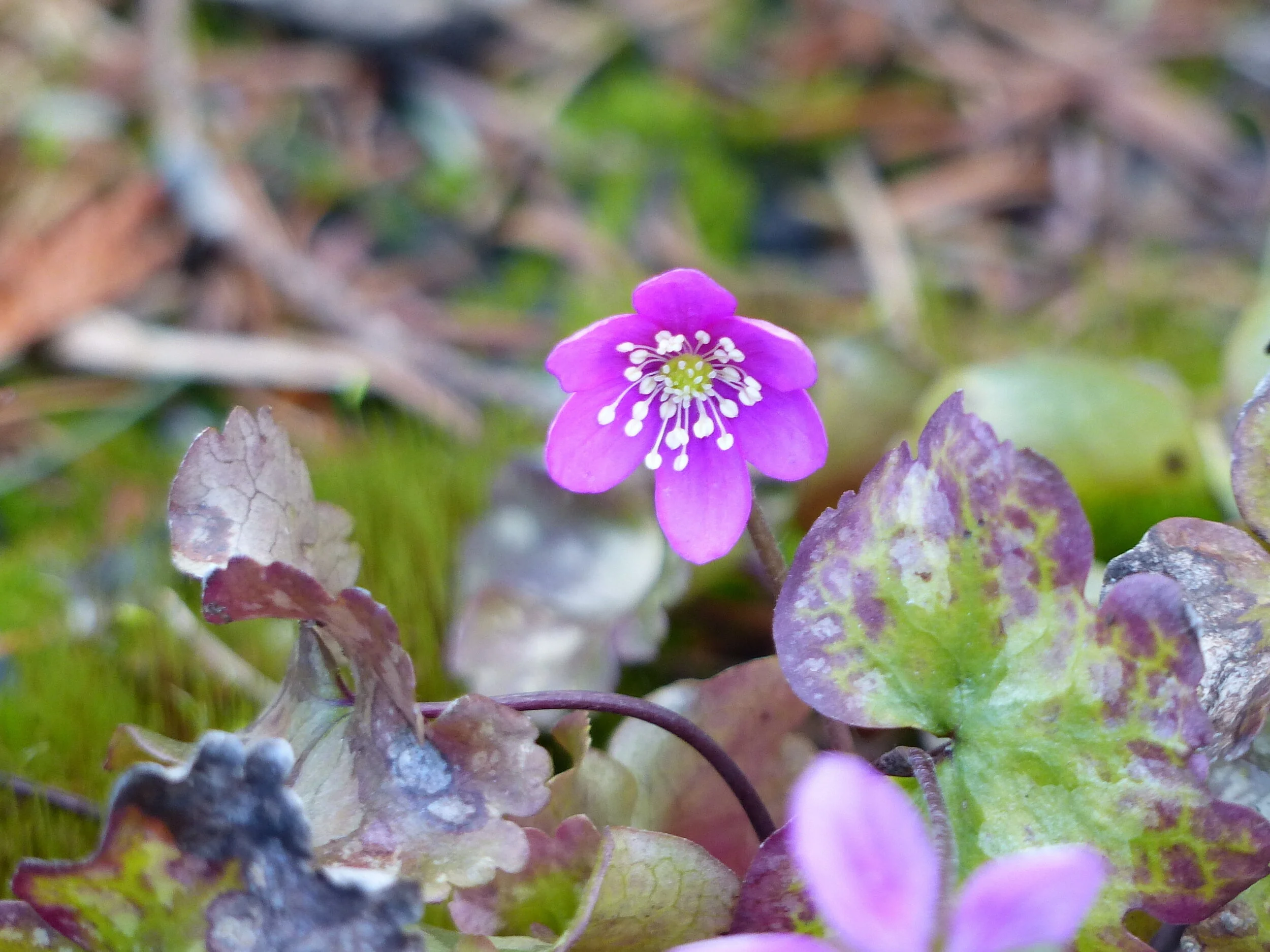 Viewing Mound Slideshow — Evergreen Arboretum and Gardens