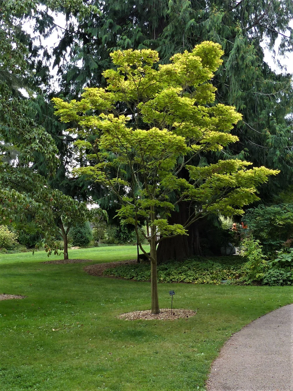 Green Japanese Maple