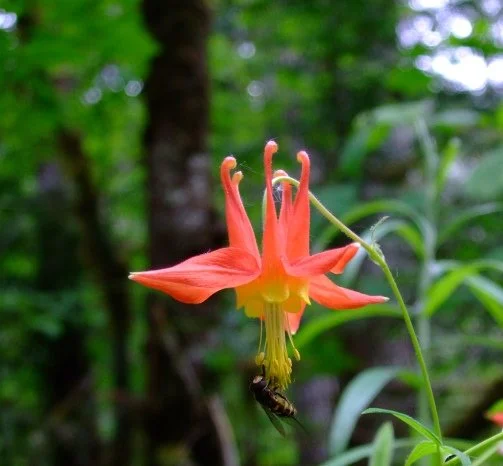 Evergreen Arboretum and Gardens